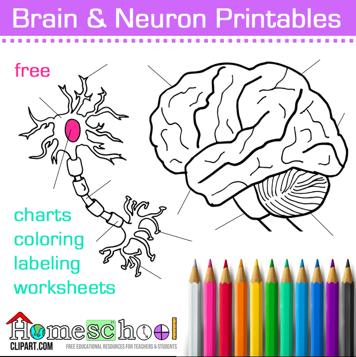 Brain Neuron Coloring Pages, Parts Of The Brain Worksheet | Free ...