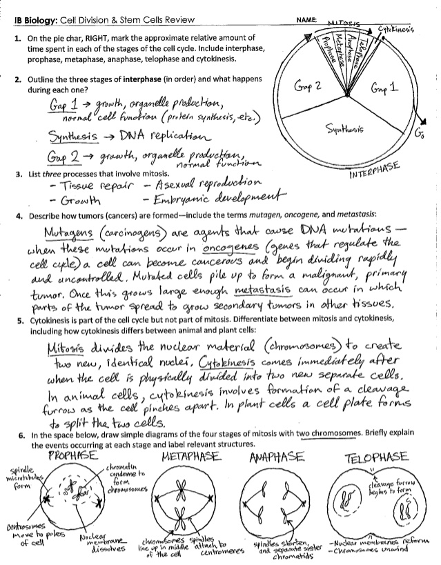 Cell Division And Reproduction Worksheet Answers 154899 | Free ...