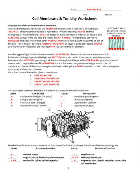 Cell Membrane And Transport Worksheets Key