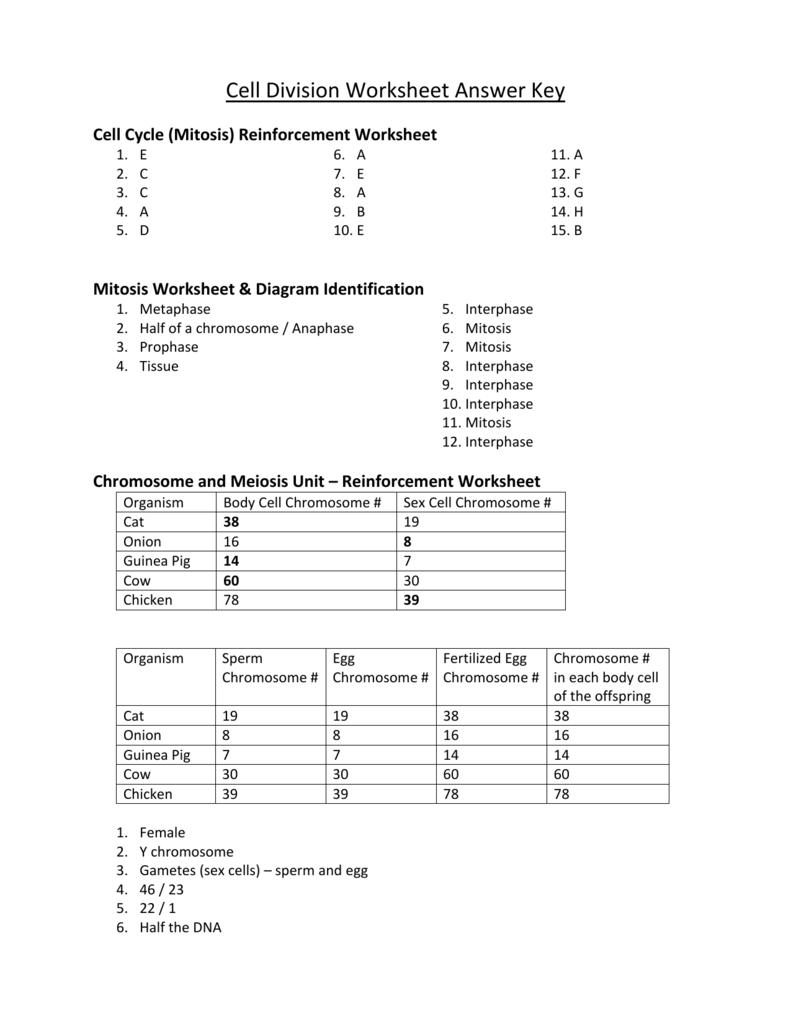 Chromosomes And Meiosis Unit- Reinforcement Worksheets Answer Key
