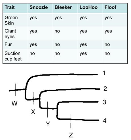 Constructing A Phylogenetic Tree Worksheet | Free Worksheets Samples