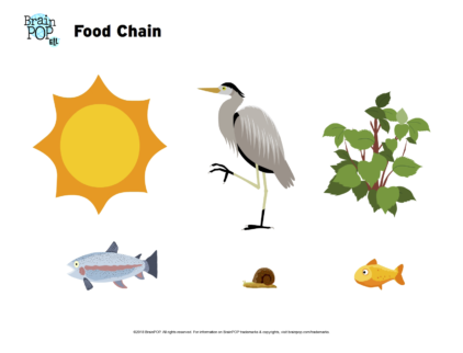 Food Chain Worksheets 1st Grade