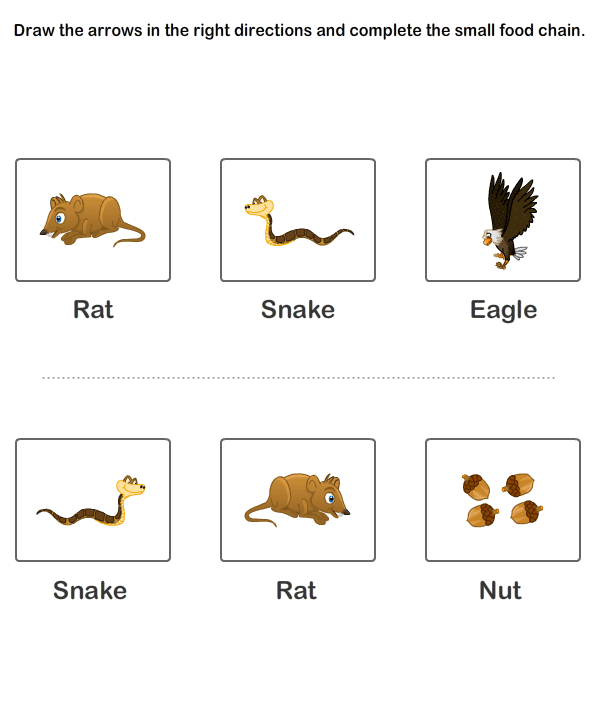 Food Chain Worksheets 1st Grade