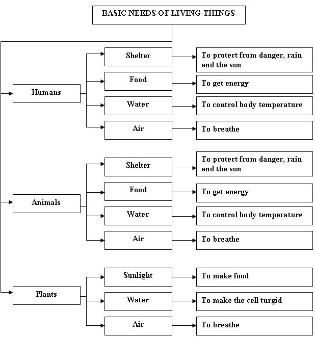 Basic Needs Of Living Things Worksheets