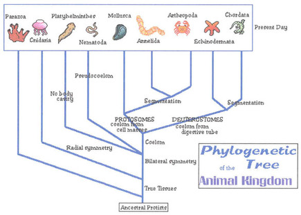 Phylogenetic Tree Worksheet Answers The Best Worksheets Image | Free ...