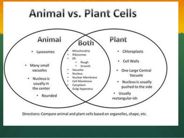 Plants Vs Animal Cells Venn Diagram | Free Worksheets Samples