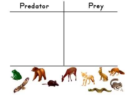 Predator And Prey Worksheets