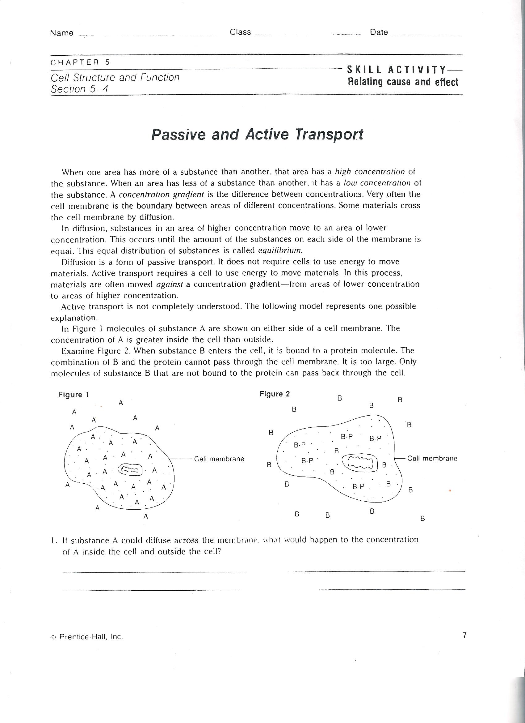 Active Versus Passive Transport Worksheets