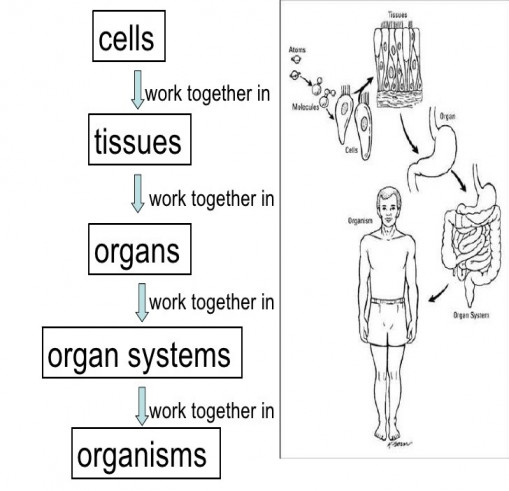 5 Plan Diagrams Of Tissue And Organ Prokaryotic And