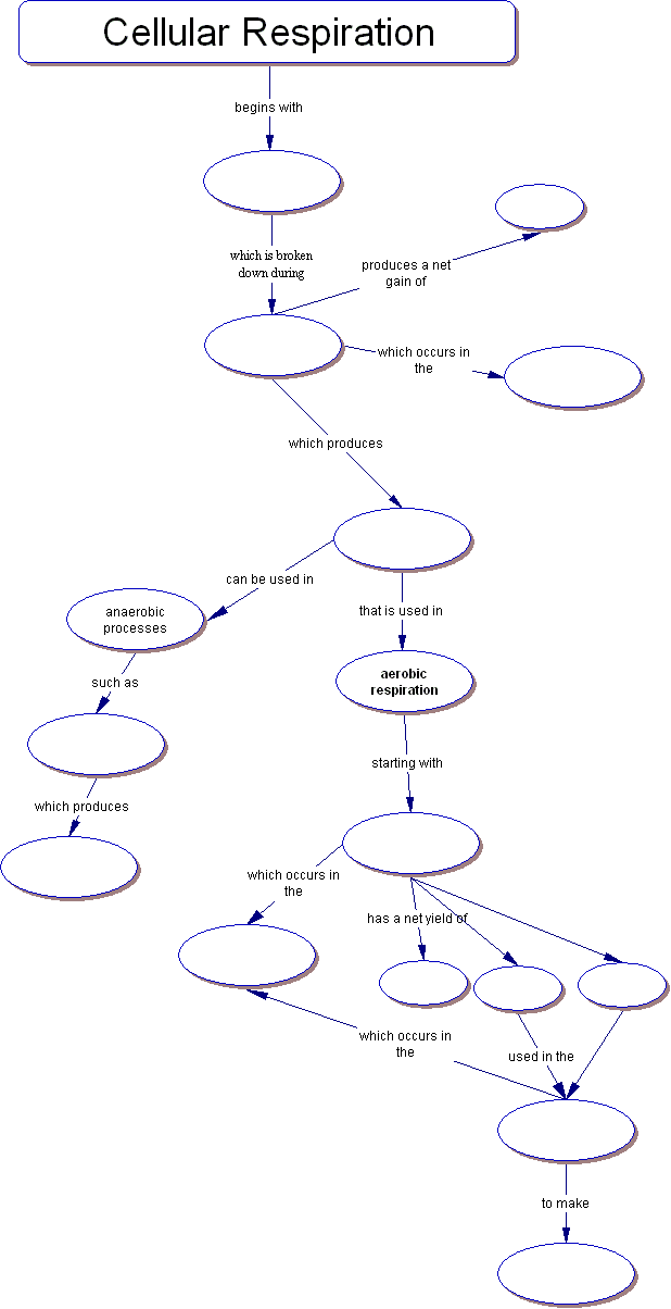 Cellular Respiration Worksheet Middle School 8370 | Free Worksheets Samples