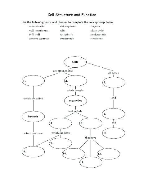 Cellular Structure And Function Worksheets Answers
