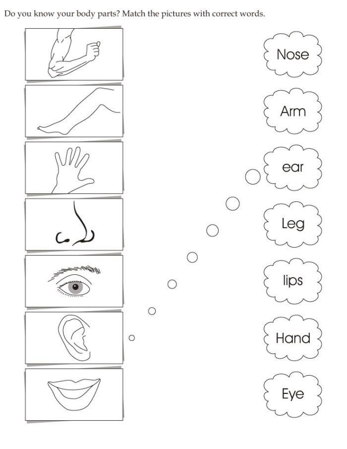Worksheets On Body Parts For Kindergarten