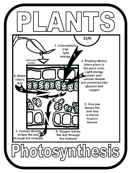Chloroplast Coloring Worksheets