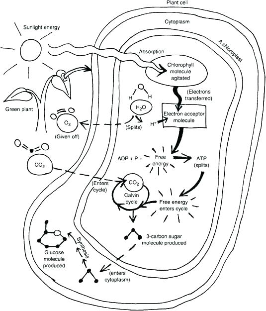 Chloroplast Coloring Worksheets