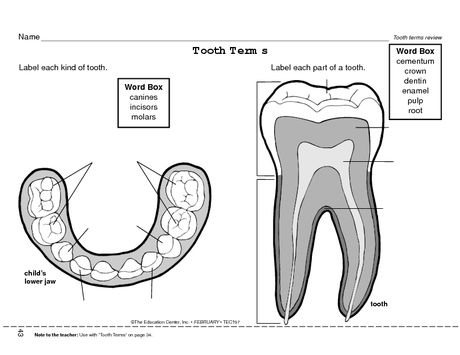 Science Worksheet Types Of Teeth, Tooth Parts | Free Worksheets Samples