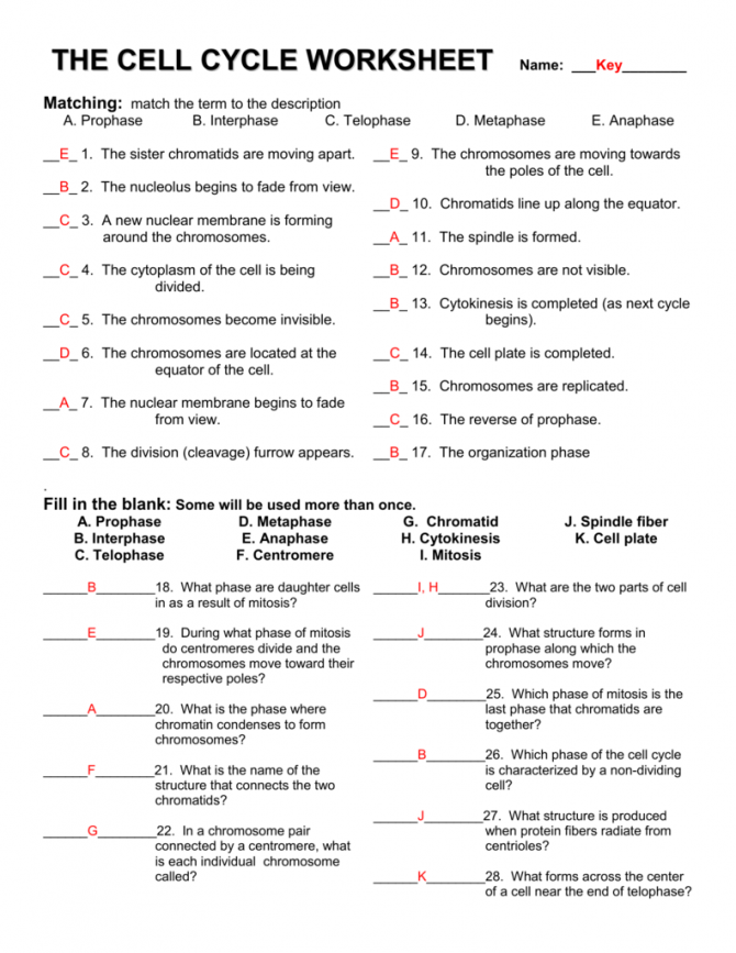 Cell Growth Worksheets