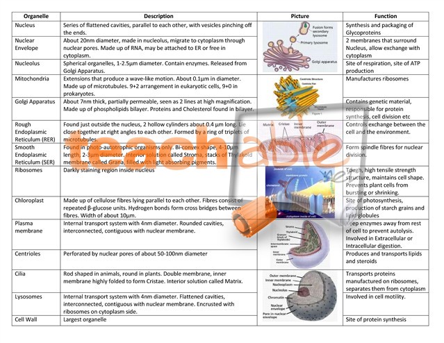 Webquest Cell Organelle Research Worksheet Answers | Free Worksheets ...