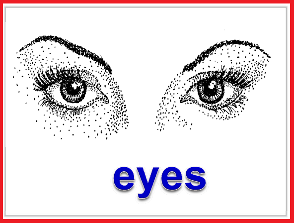 Eyes Worksheets For Kindergarten Eyes Worksheets For Kindergarten