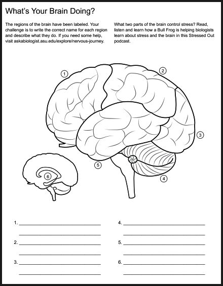 Label The Parts Of The Brain Worksheet Worksheets For All | Free ...