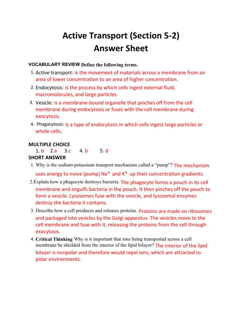 Active Transport Worksheet Answers Choice Image | Free Worksheets Samples