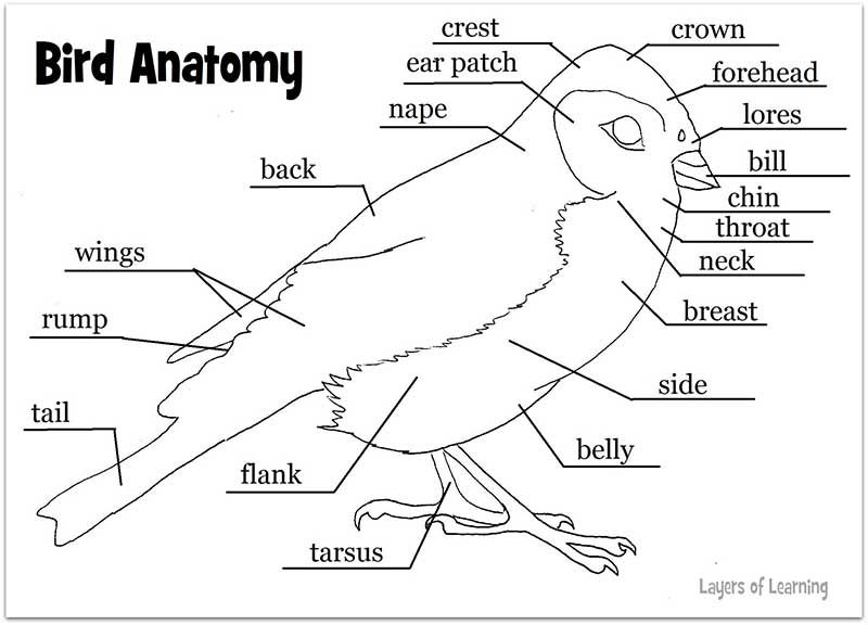 Printable Bird Anatomy Worksheet | Free Worksheets Samples