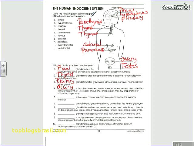 The Human Endocrine System Worksheets Answers