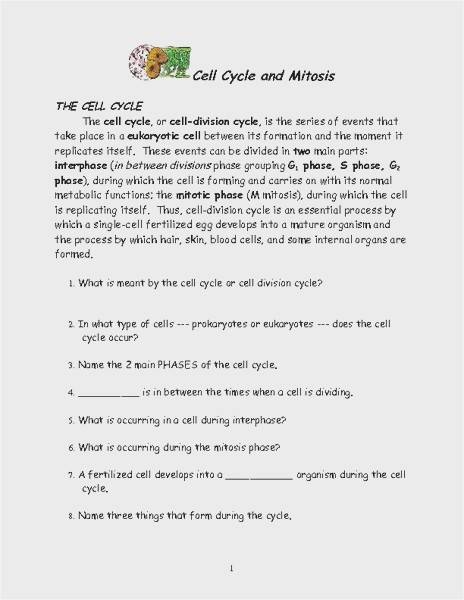 The Cell Cycle Worksheets Key