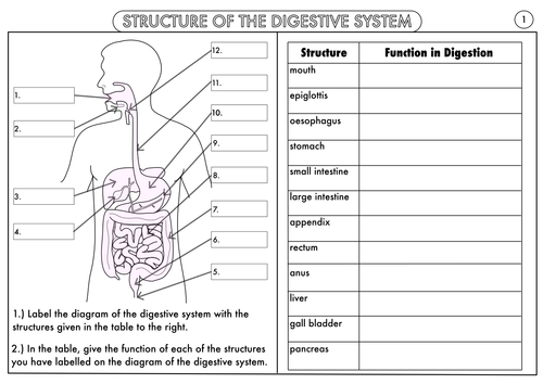 Digestive System Middle School Worksheets Inside Out Anatomy | Free ...