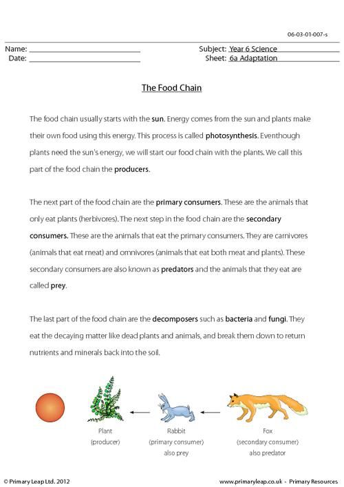 Food Chain Reading Comprehension Worksheets