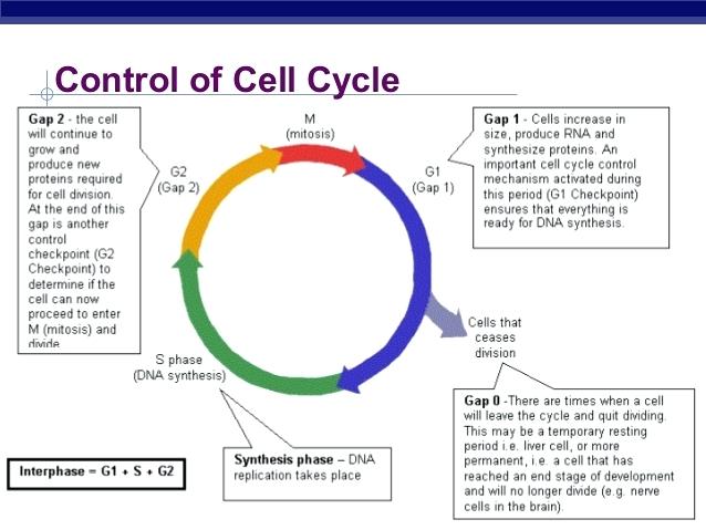 The Cell Cycle Worksheets Key