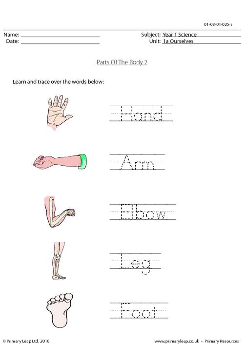 Tracing Body Parts Worksheets