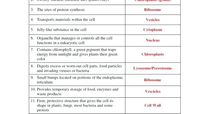 Cell Organelles Worksheets With Answers
