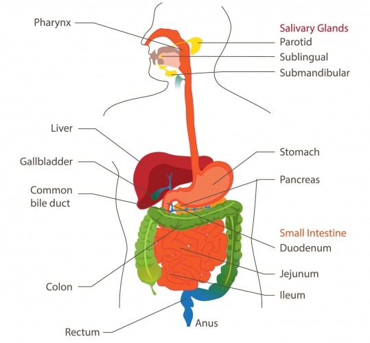 Human Digestive System Worksheets