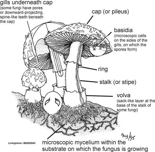 Fungi Quiz Diagrams | Free Worksheets Samples