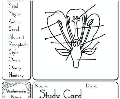 Parts Of The Plant Worksheet Image Plant Structure And Function | Free ...