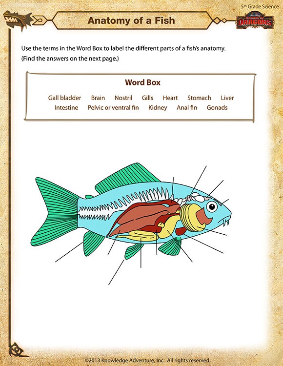 Fish Parts Worksheets