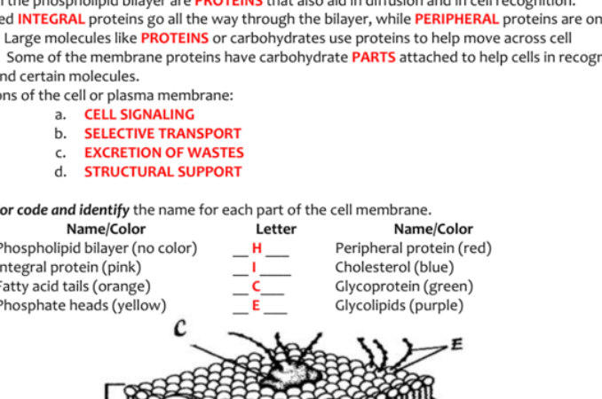 Cell Membrane Coloring Worksheet Key | Free Worksheets Samples