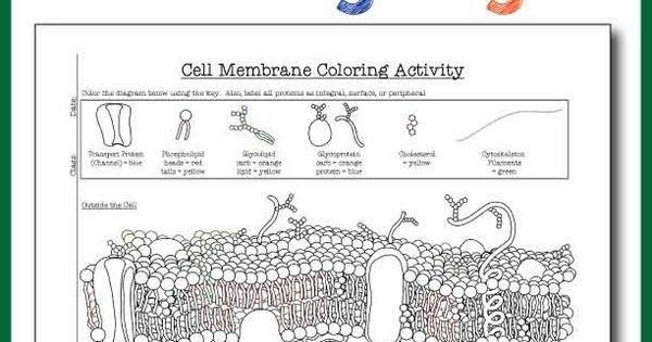Cell Membrane Coloring Worksheet Answers | Free Worksheets Samples