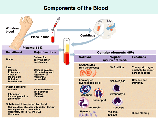 Components Of Blood Worksheets