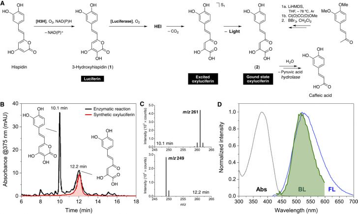 Fungi Coloring Worksheets Answers