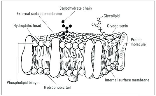 Cell Membrane Coloring Worksheet Answers | Free Worksheets Samples