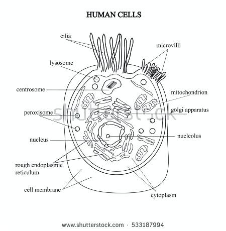 Cells Organelles Worksheet Animal Cell Diagram Worksheet Answers | Free ...