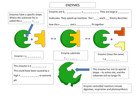 Image Result For Enzyme Worksheet | Free Worksheets Samples