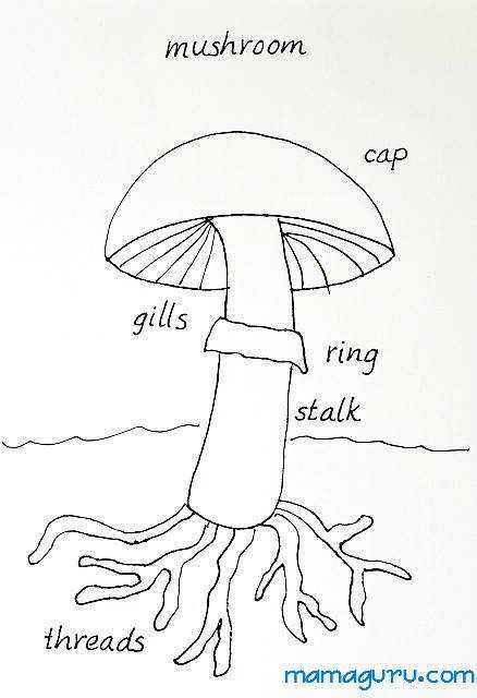 Fungi Coloring Worksheets