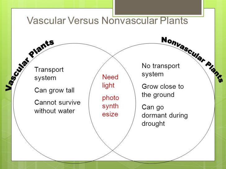 Vascular And Nonvascular Plants Worksheet | Free Worksheets Samples