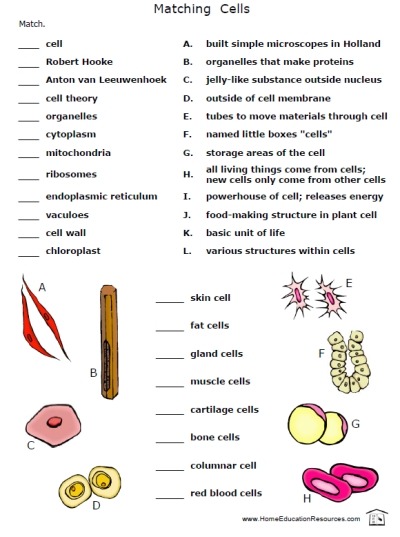 Cells Worksheets â Home Education Resources | Free Worksheets Samples