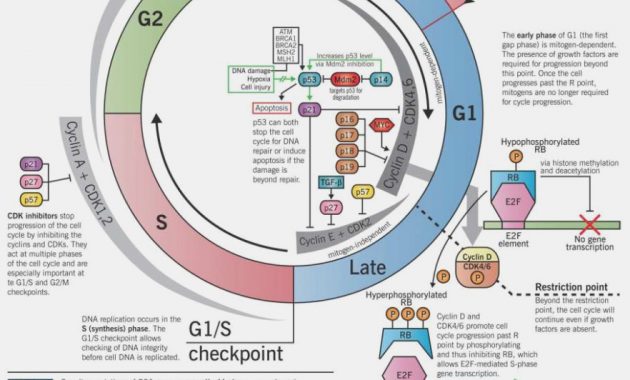 Cell Cycle Labeling Worksheets Answer Key