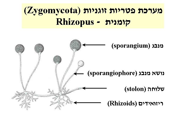 Fungi Coloring Worksheets Answer Key