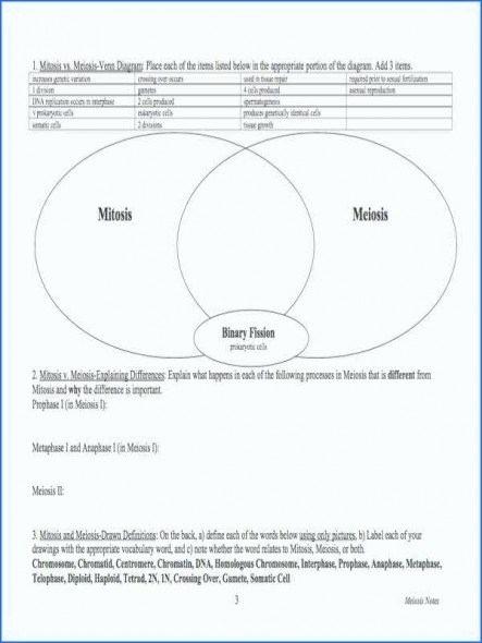 Mitosis Worksheets And Diagram Identification Answer Key