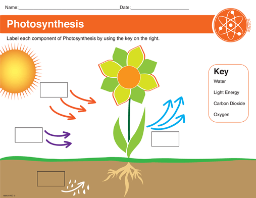 Photosynthesis Labeling Worksheets